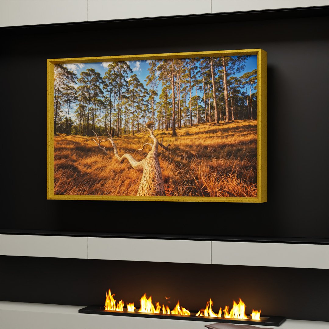 Quadro Moldura Côncava Floresta de Eucalipto